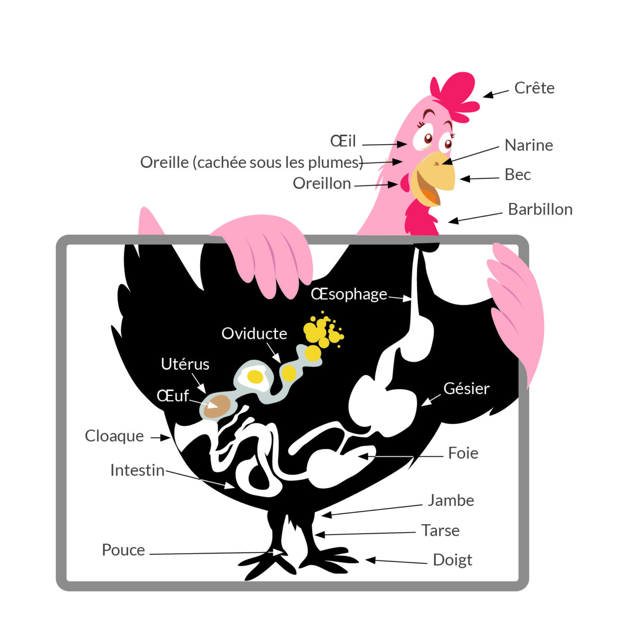 Les origines de la poule - Ferme Amico